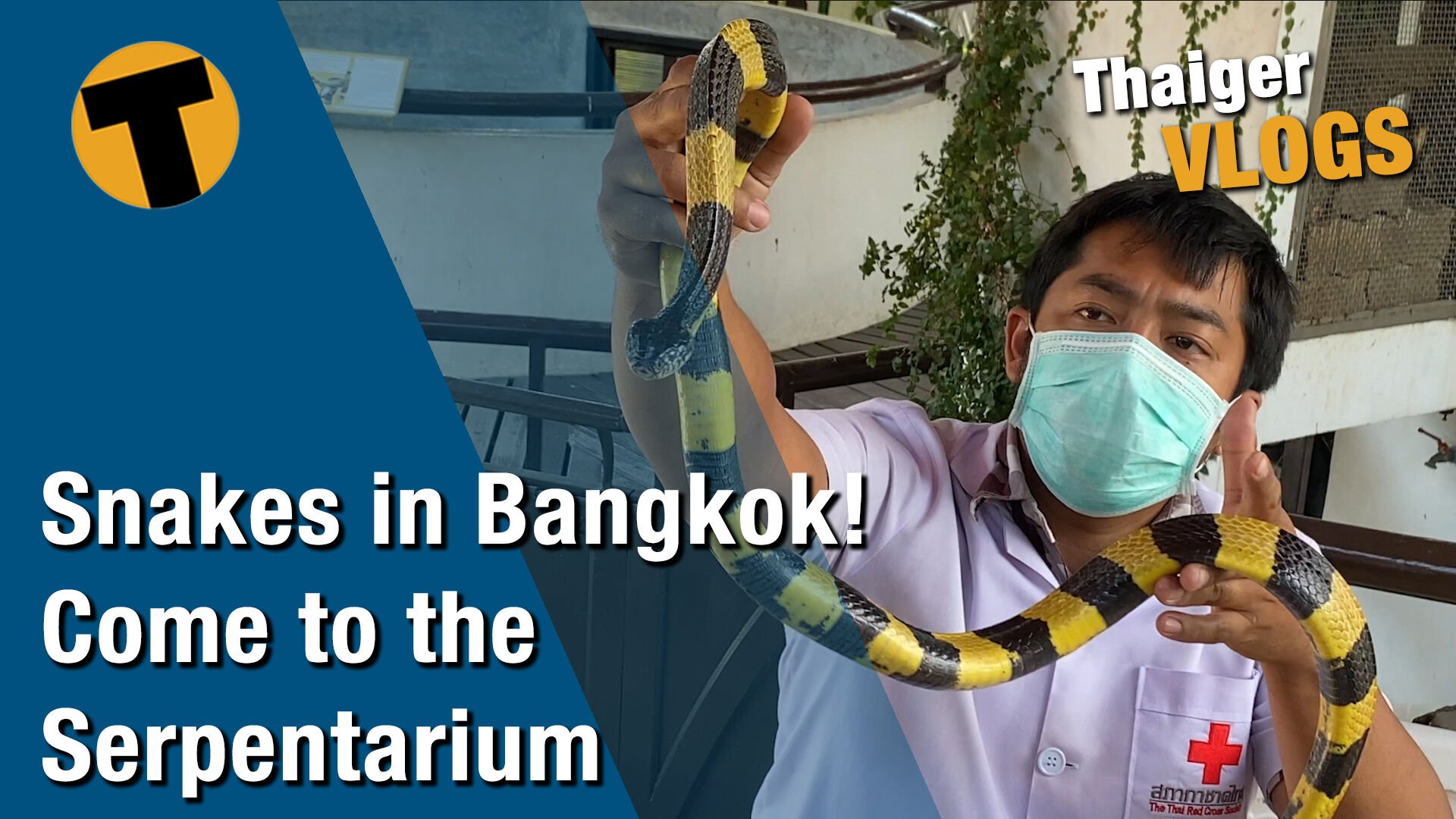Snakes in Bangkok. Get up close and personal… if you dare | VIDEO ...